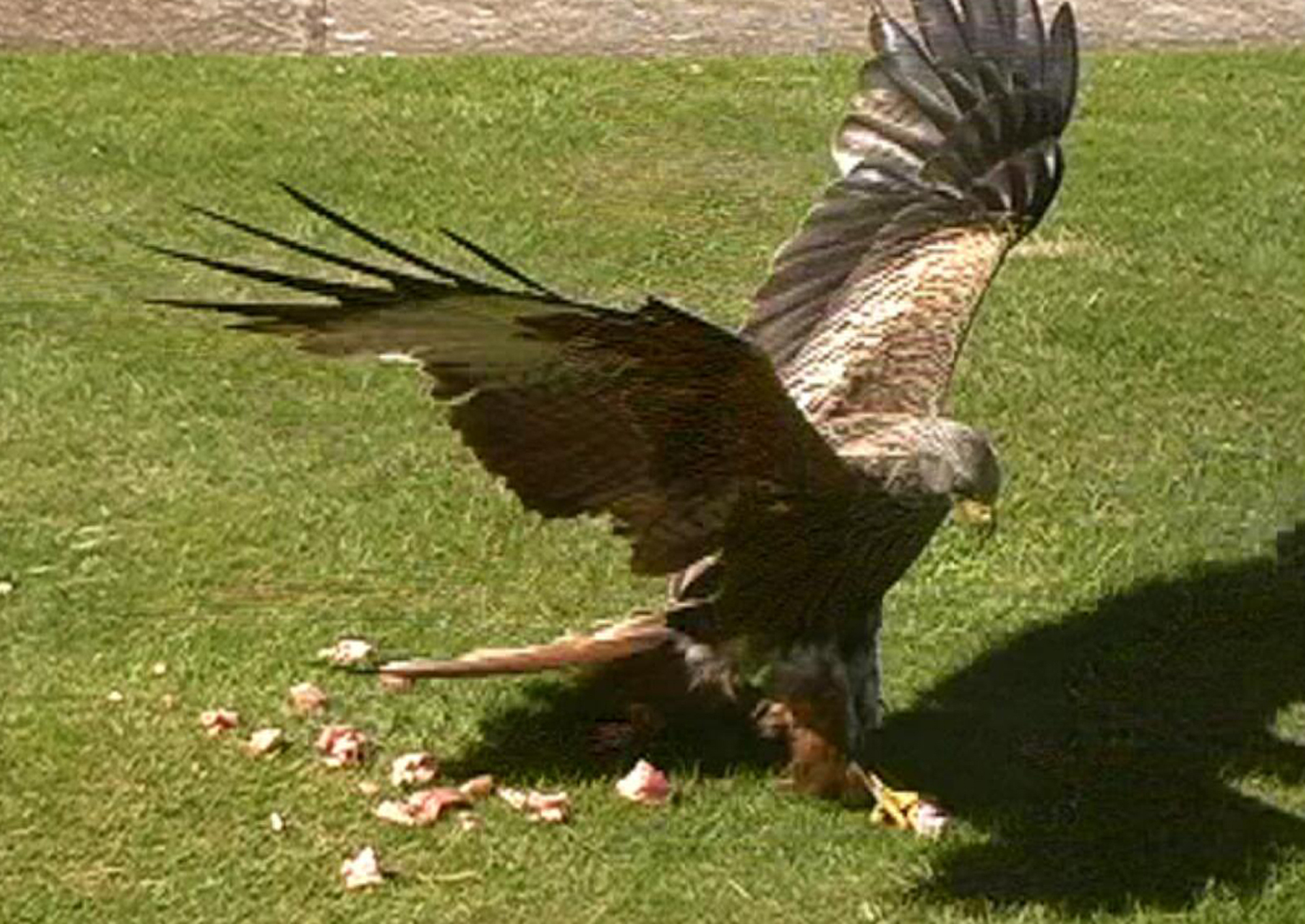 Nettlebed Photo Gallery – Nettlebed