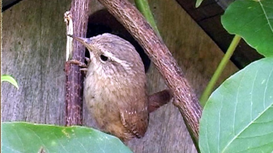 Nettlebed Photo Gallery – Nettlebed