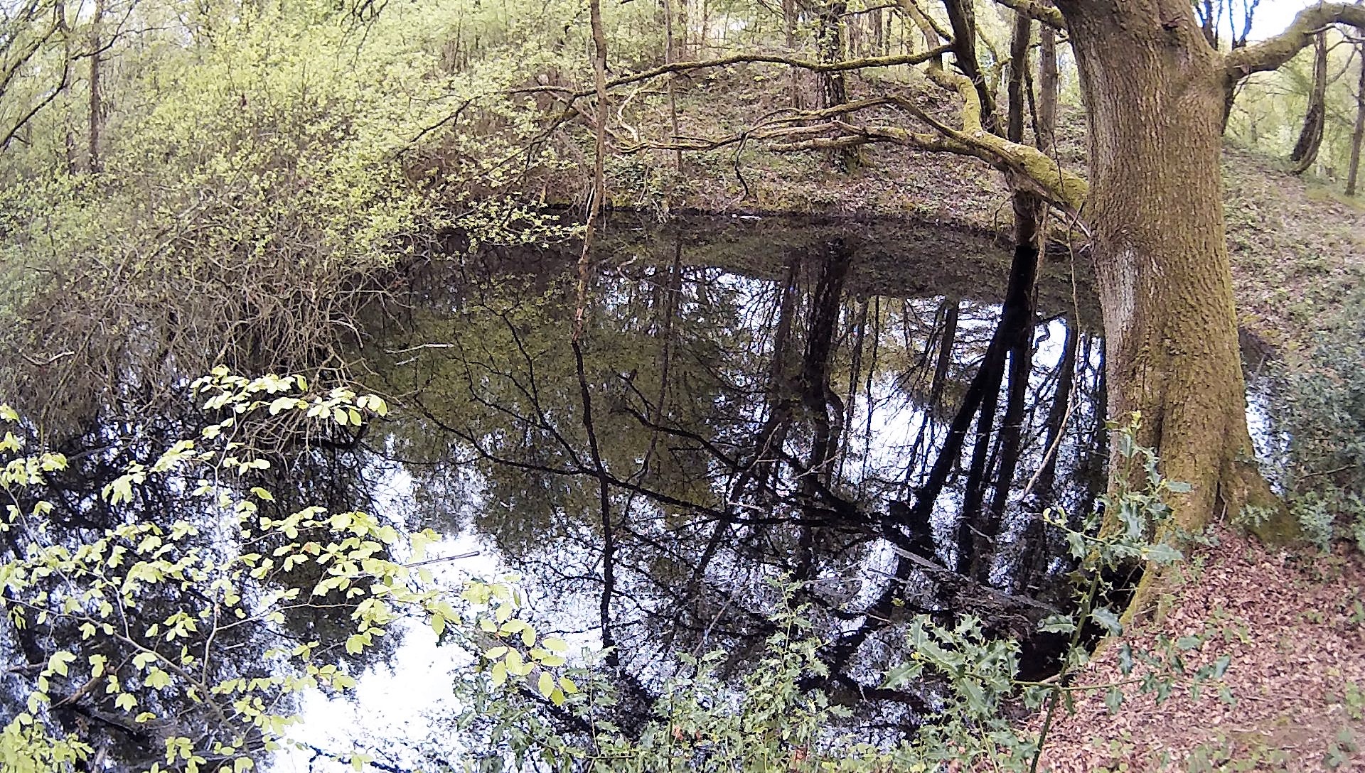 Nettlebed Photo Gallery – Nettlebed