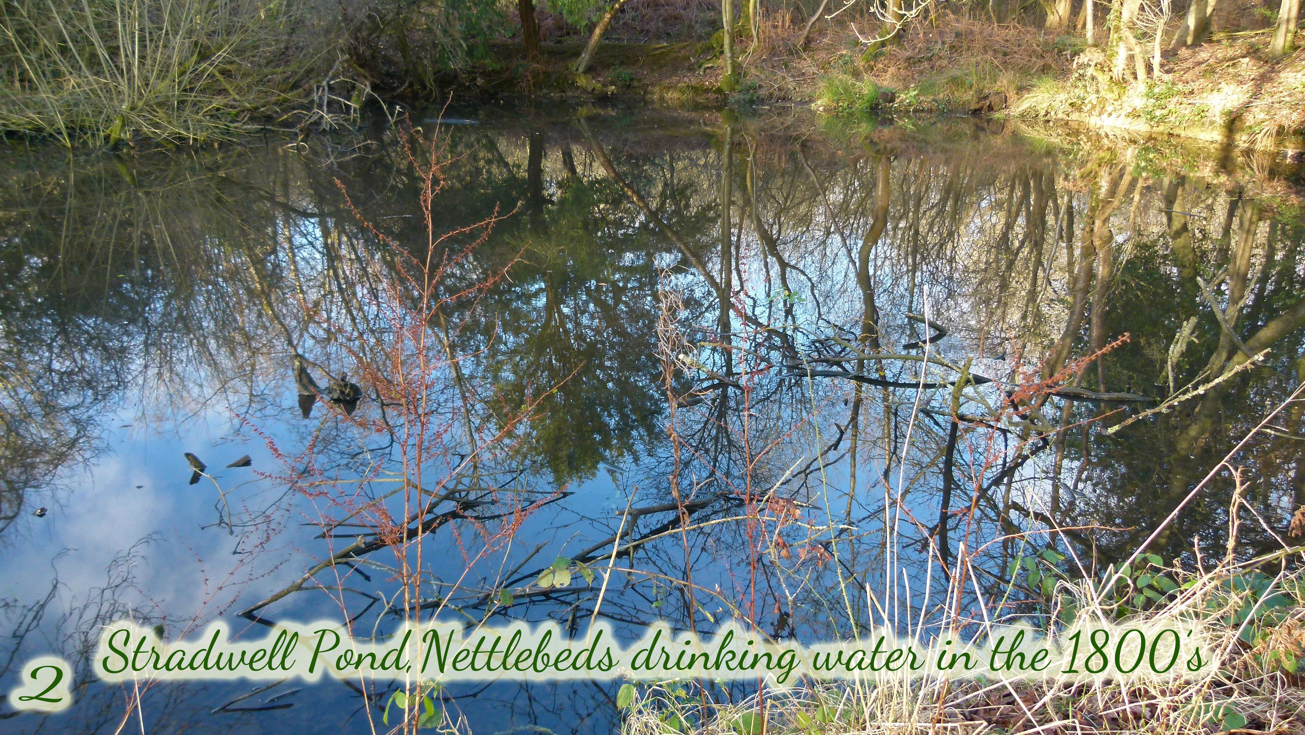 Nettlebed Photo Gallery – Nettlebed